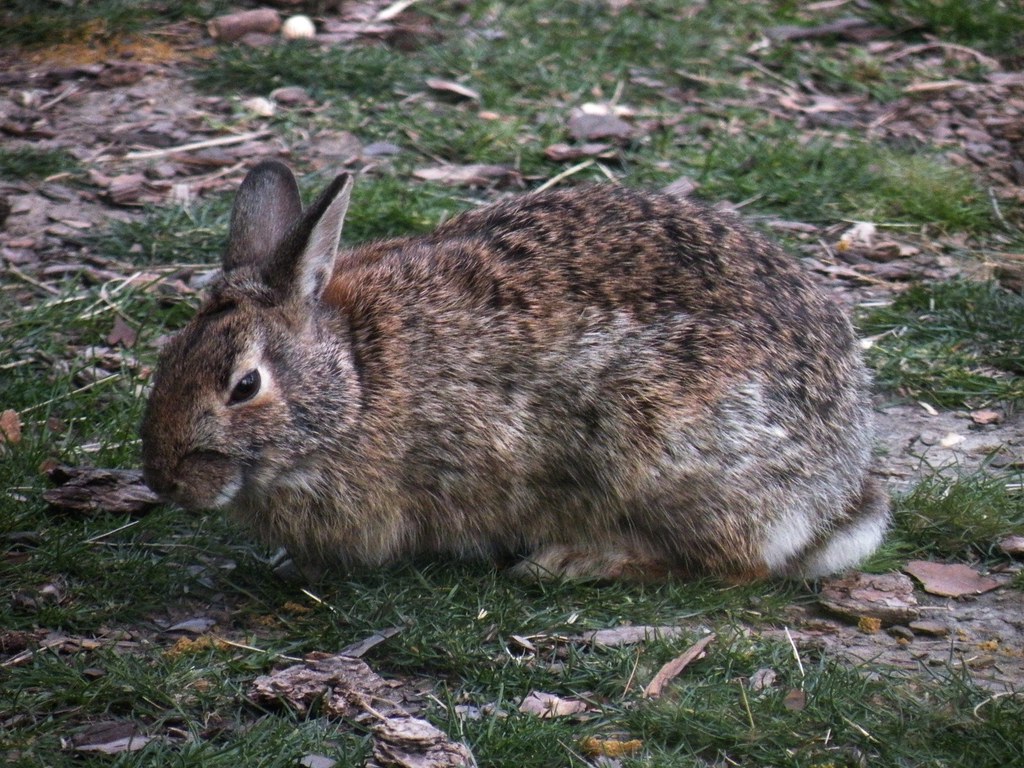Fat Rabbit Collection